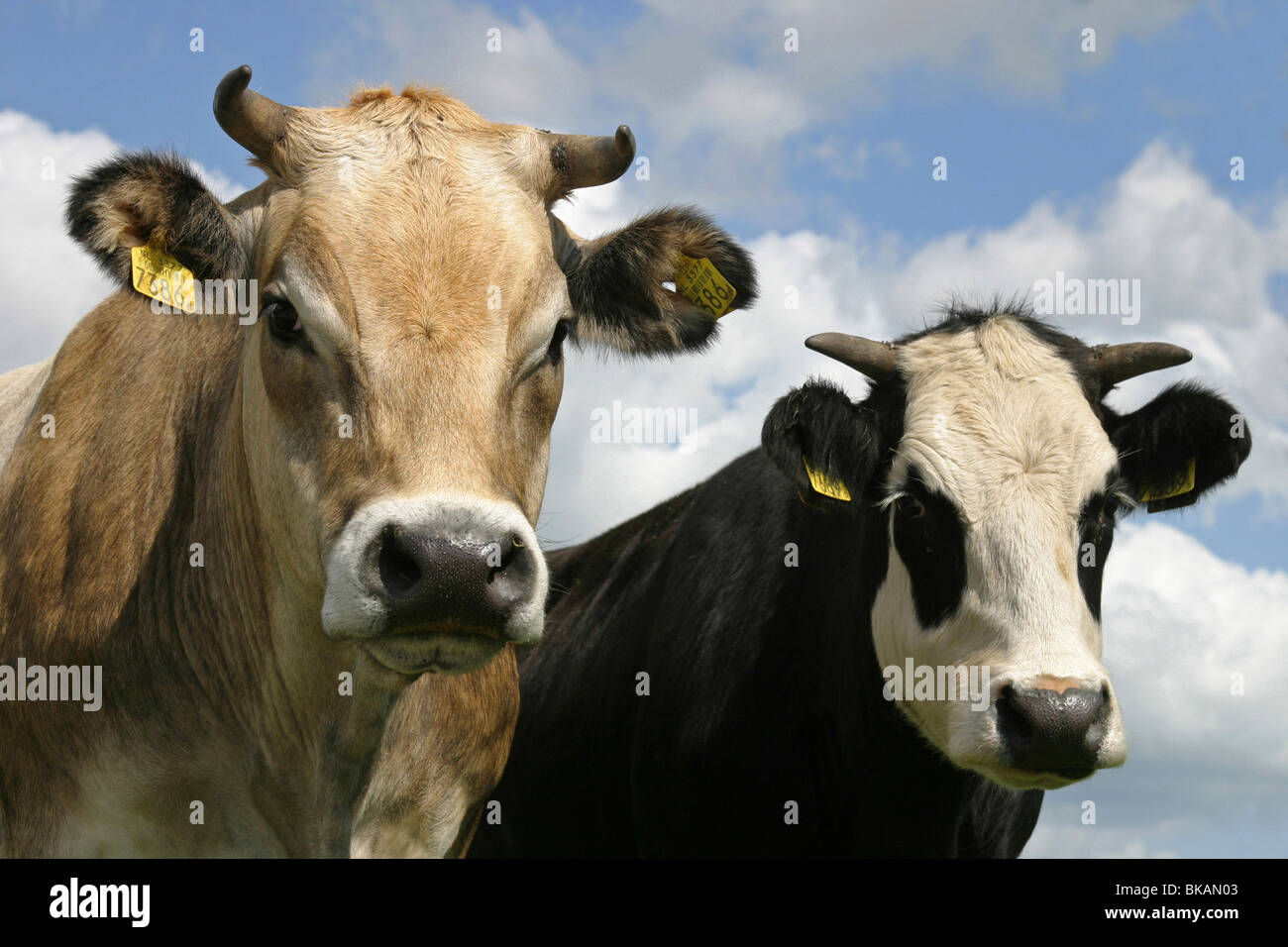 portrait of two cows against nice sky with clowds Stock Photo - Alamy