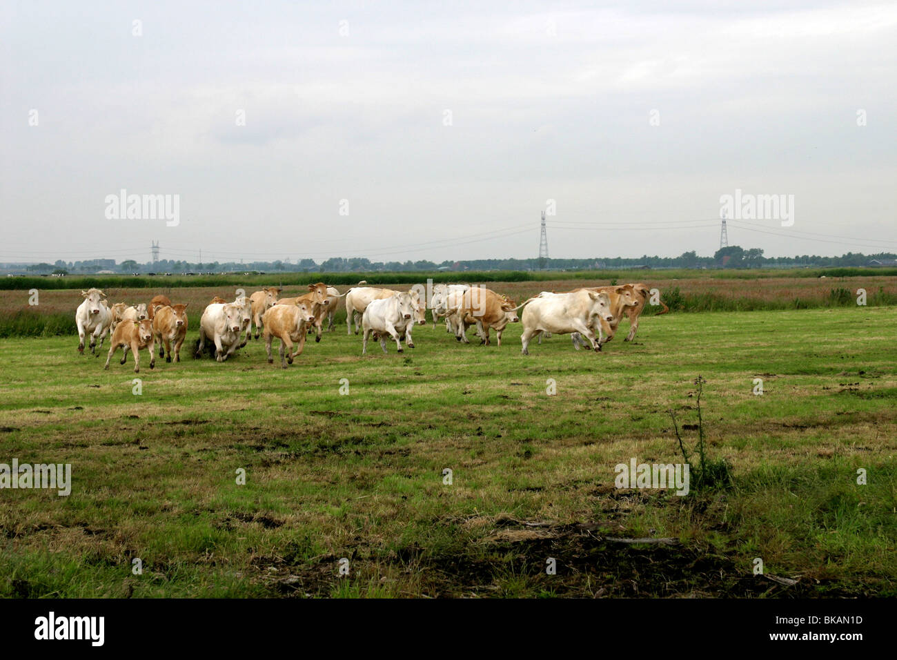 Herd ruminant cows bos taurus hi-res stock photography and images - Alamy