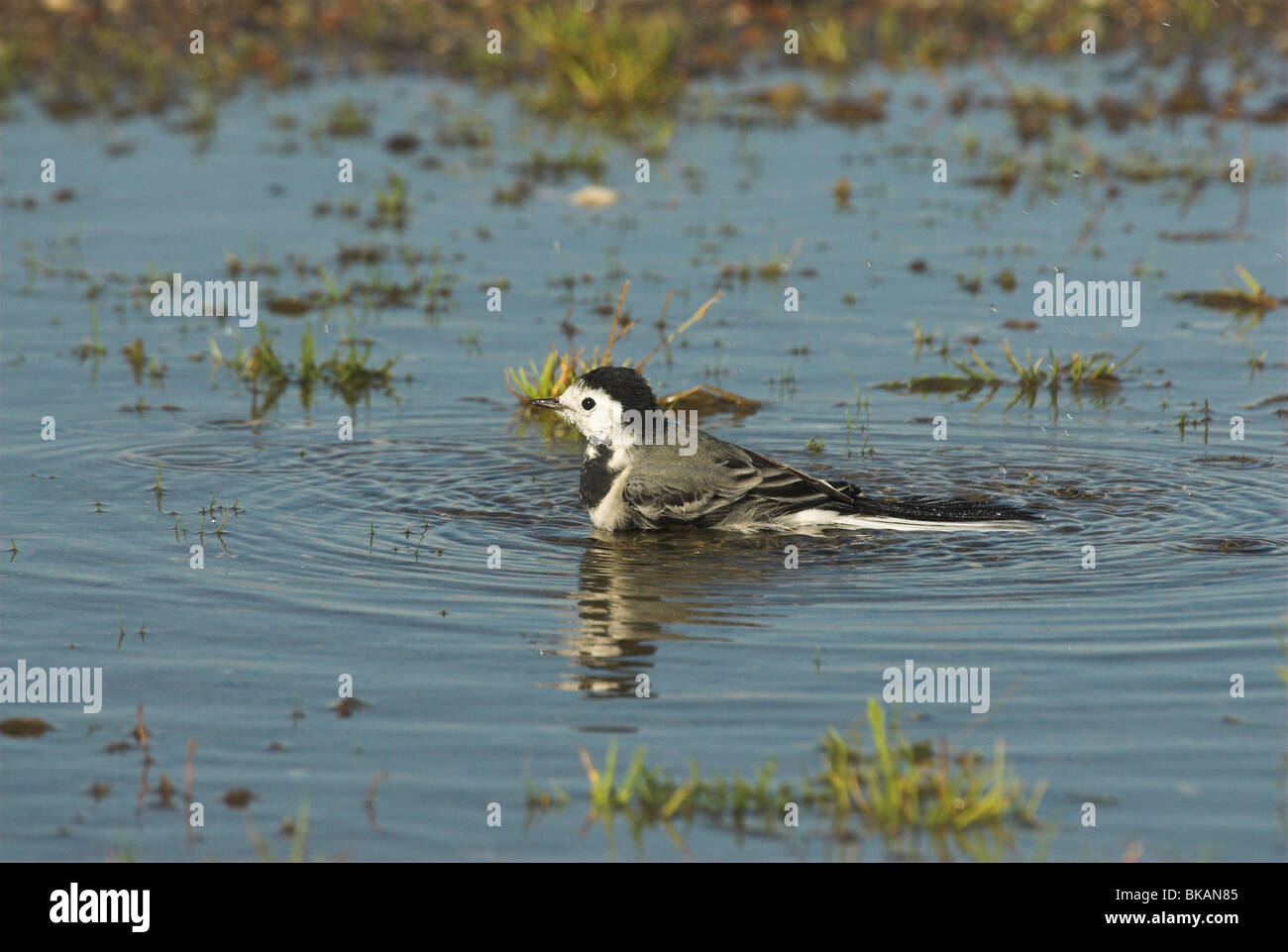 Waterplas hi-res stock photography and images - Alamy