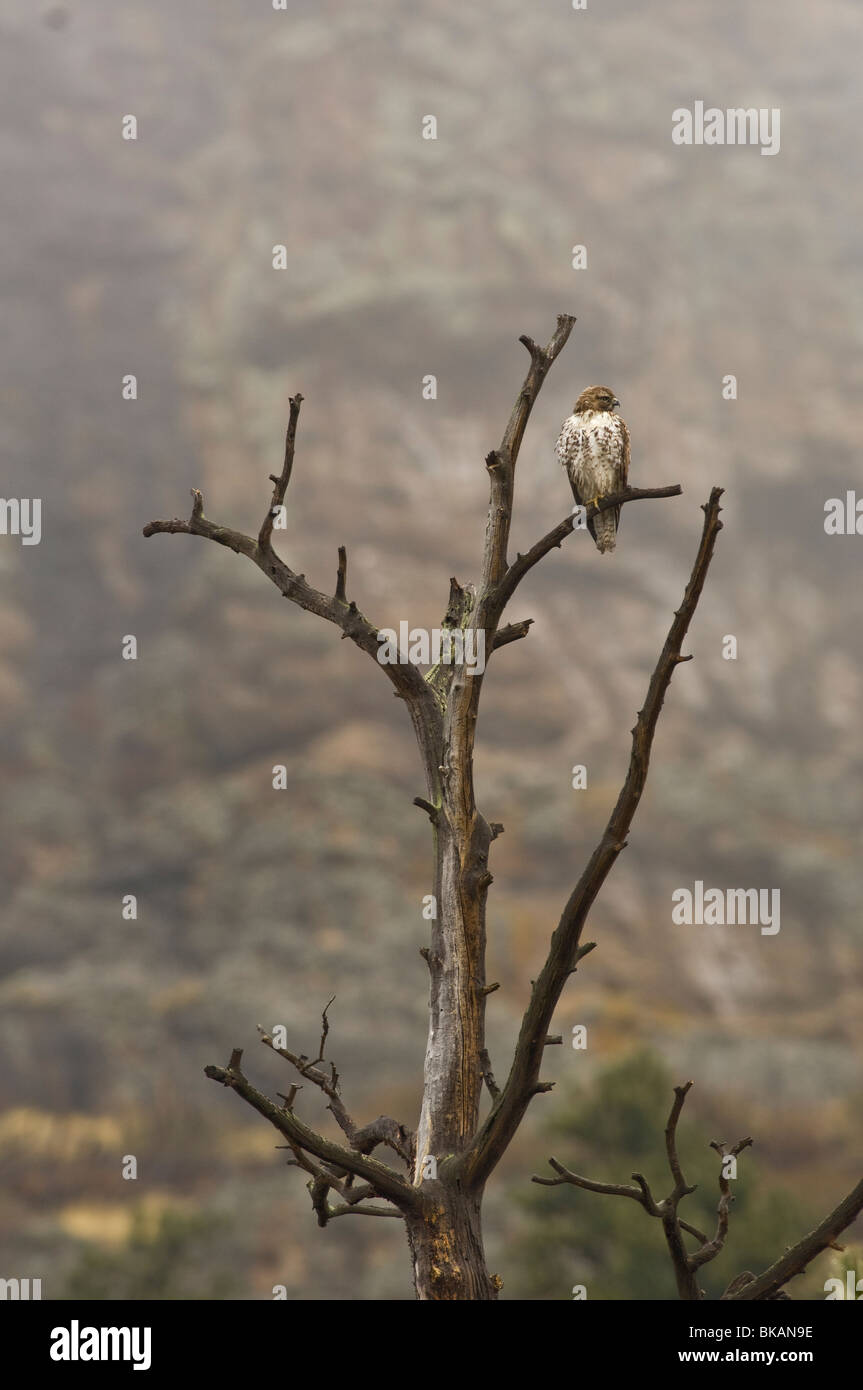 raptor perched at the top of a dead tree Stock Photo - Alamy