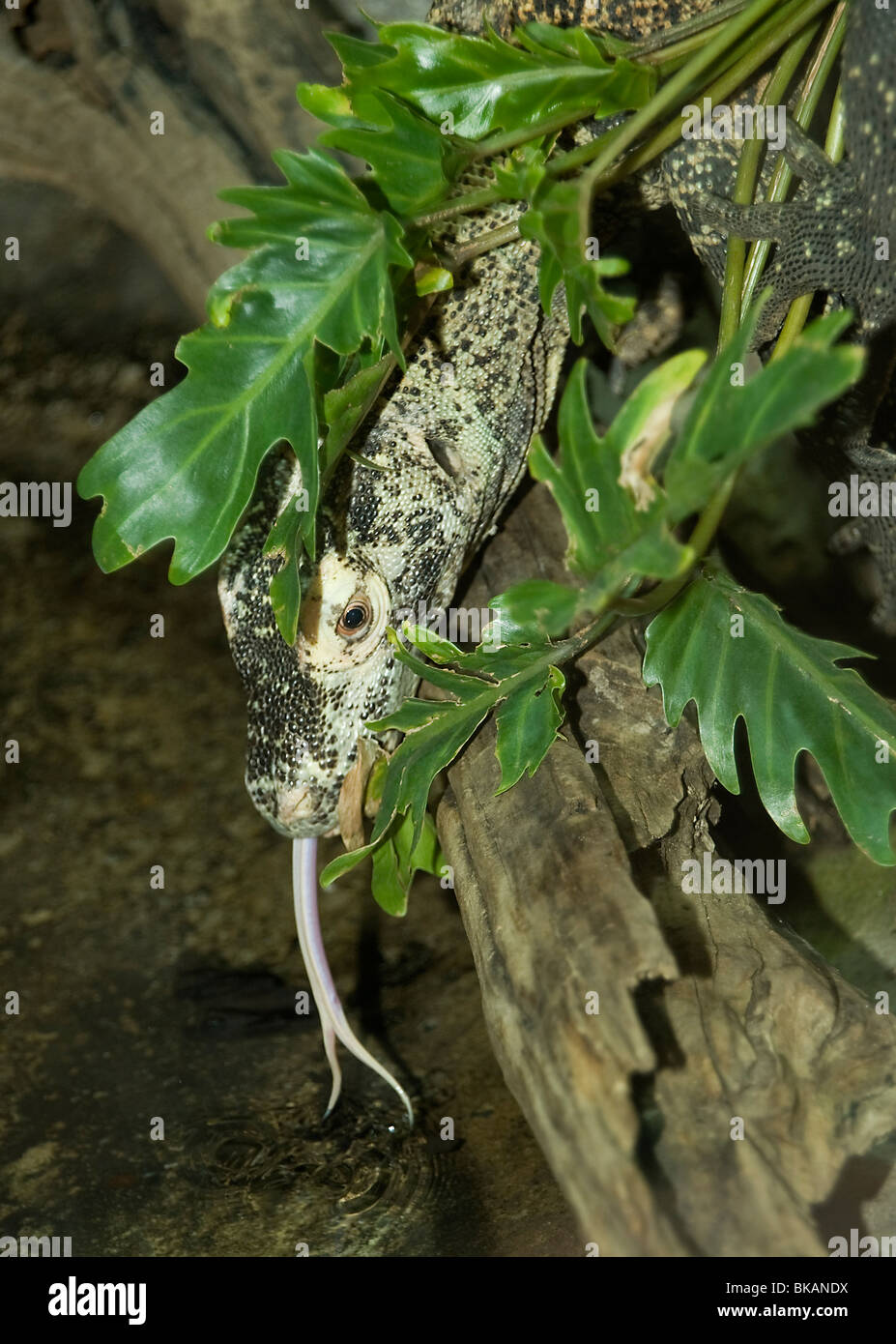 Komodo dragon eggs hi-res stock photography and images - Alamy