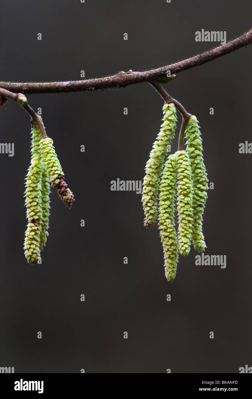 Hanging catkins hi-res stock photography and images - Alamy