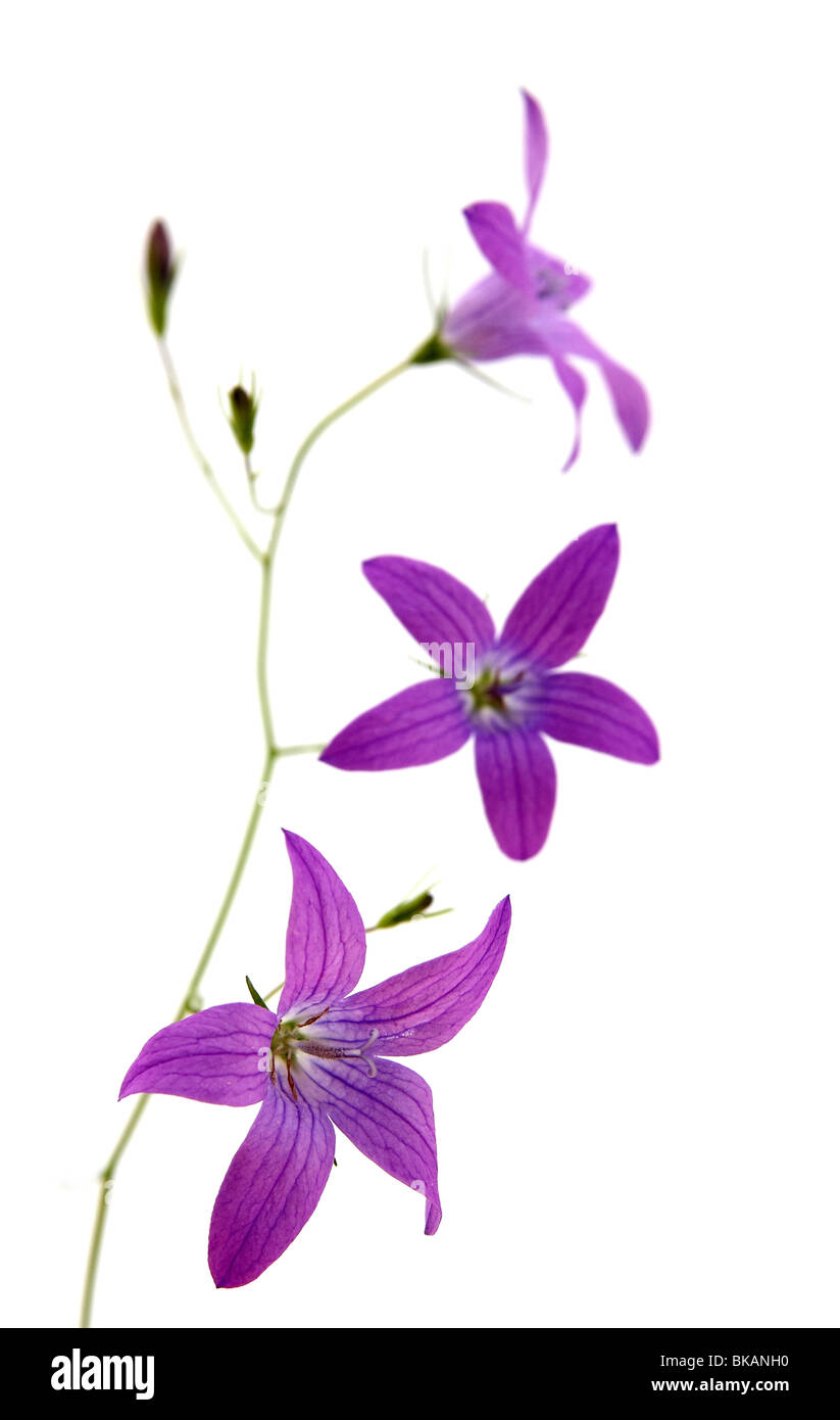 Blue flower blooms Cut Out Stock Images & Pictures - Alamy