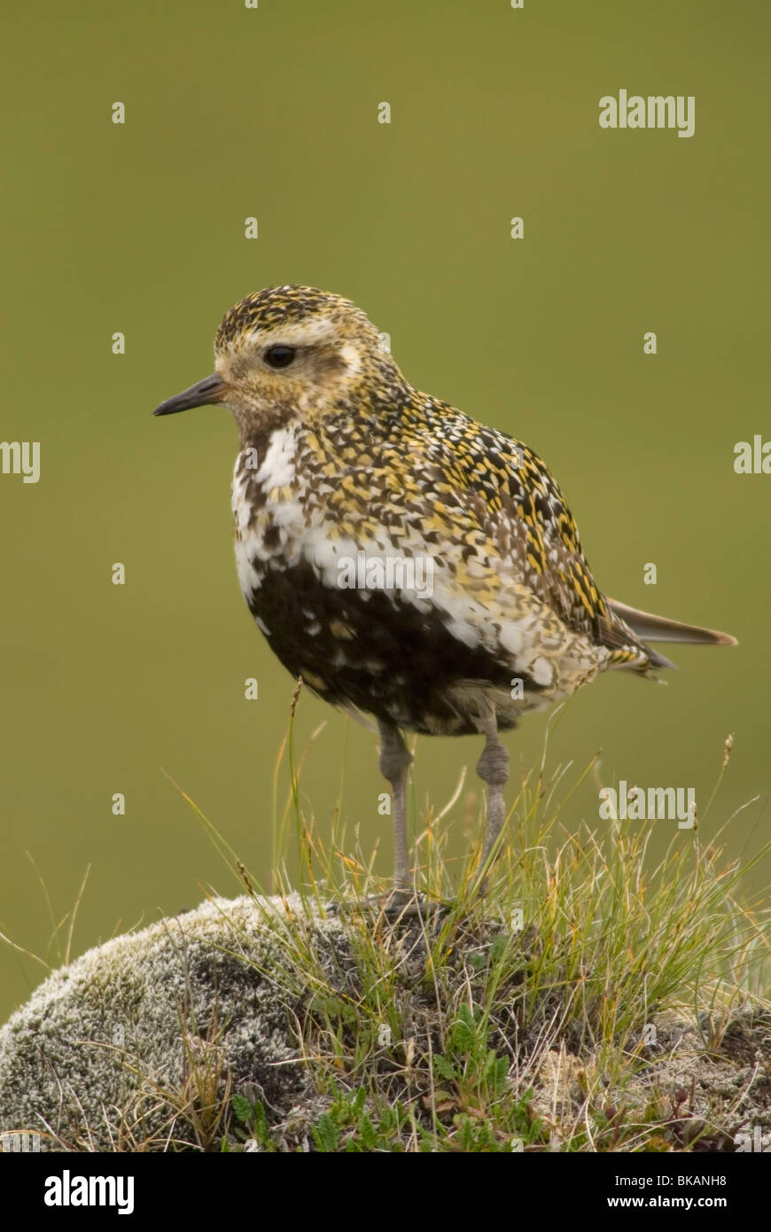 Eurasian golden plover pluvialis apricaria adult hi-res stock ...