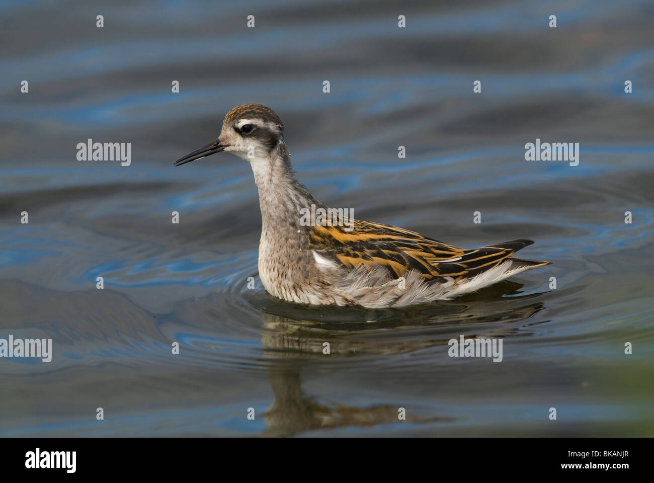 Juvenile red phalarope hi-res stock photography and images - Alamy