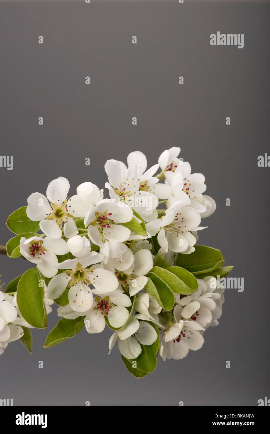 Blossom pear hi-res stock photography and images - Alamy