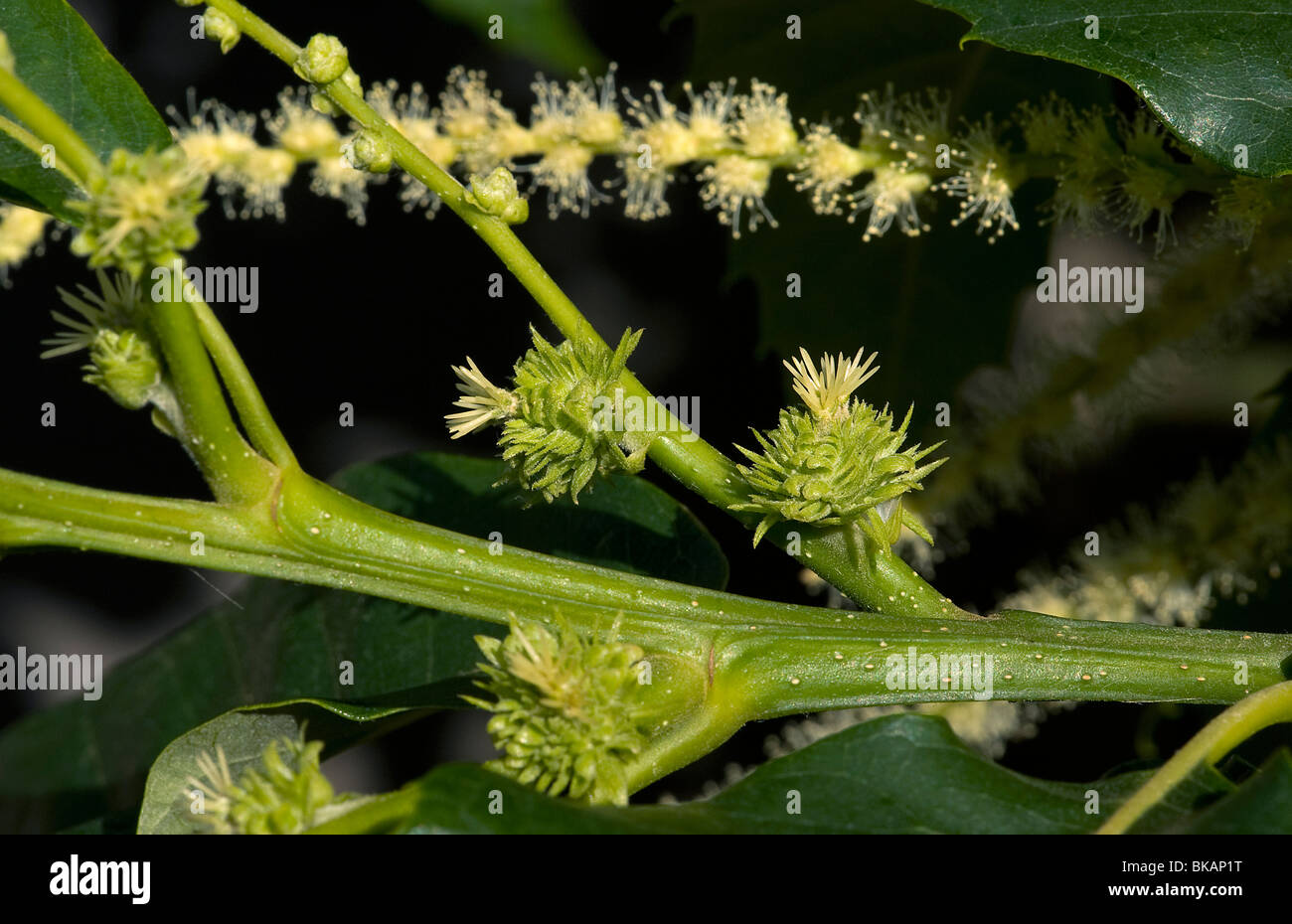 Female flower of sweet chestnut, Castanea sativa, with multiple stigmas ...