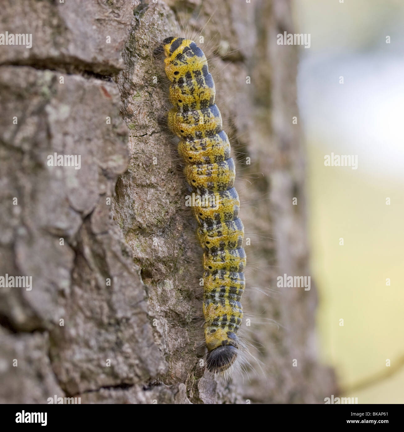 Buff tip moth larvae hi-res stock photography and images - Alamy