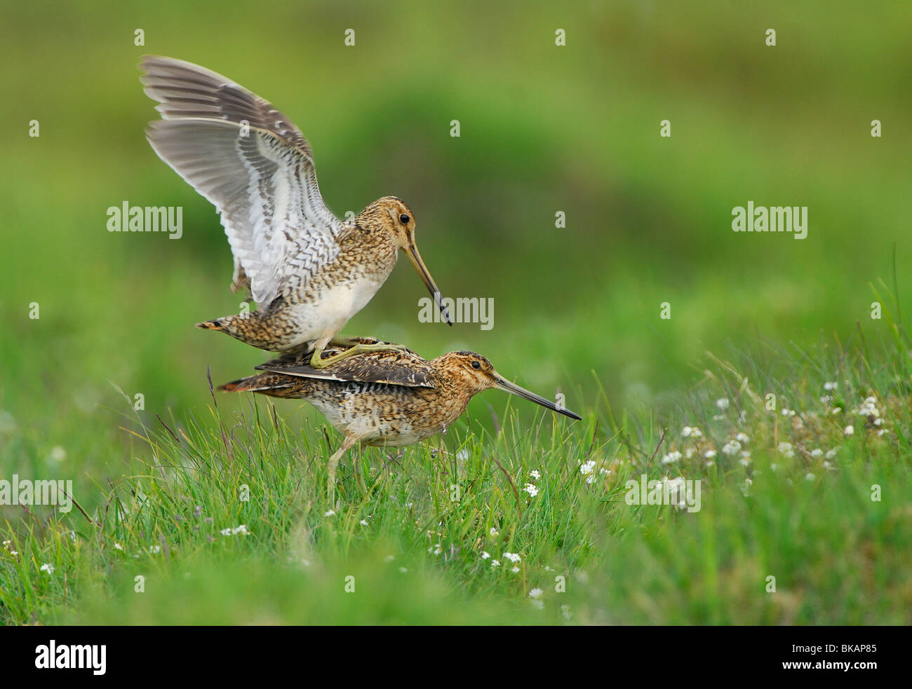 Watersnip parend, man en vrouw, een van vier serieCommon Snipe, mating ...