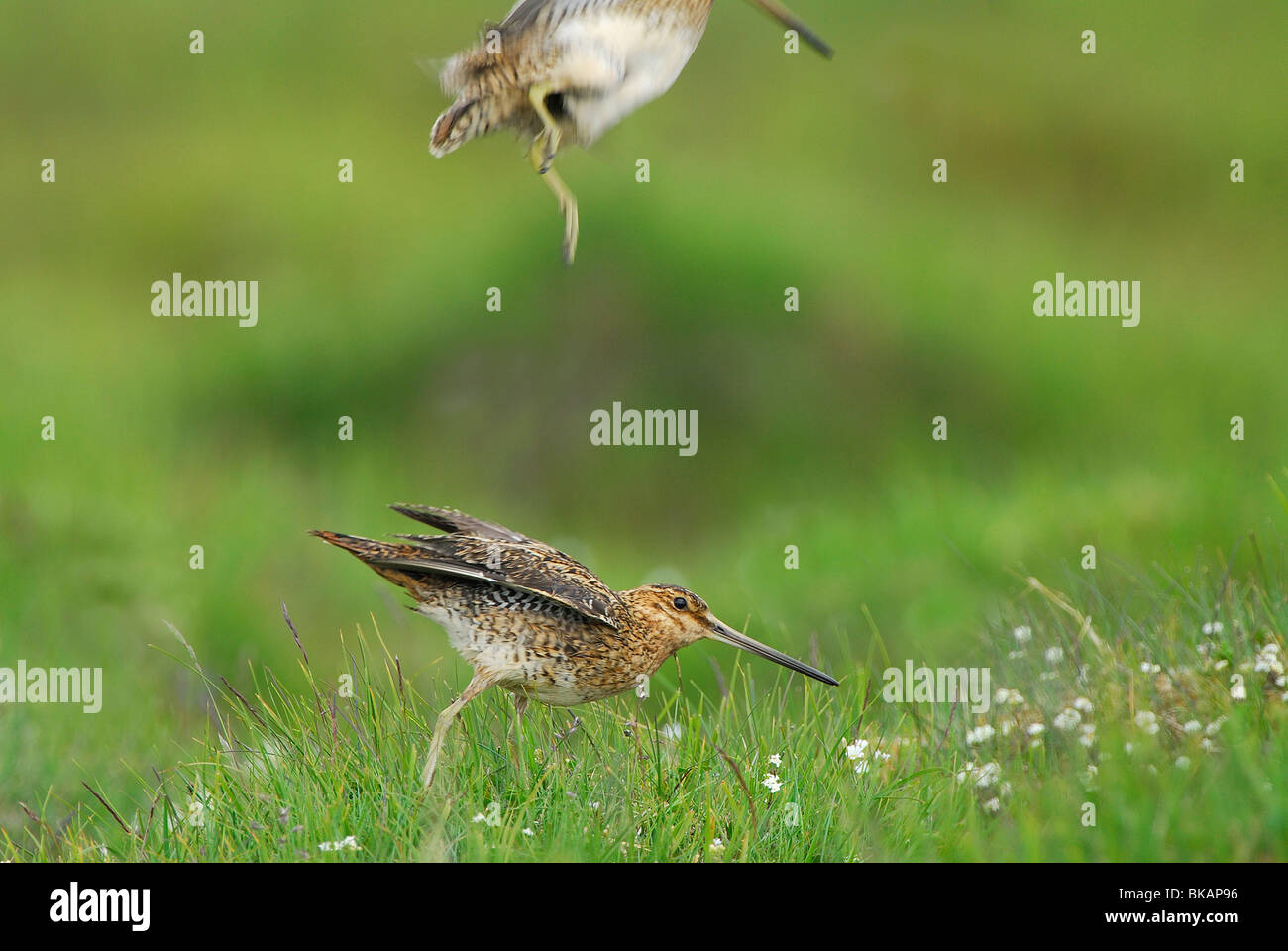 Watersnip parend vier van vierCommon Snipe, mating, four of four Stock ...