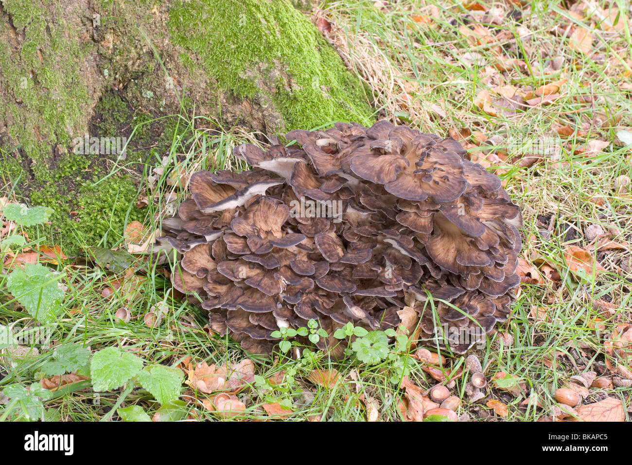 Hen of the woods at the base of an oaktree Stock Photo - Alamy
