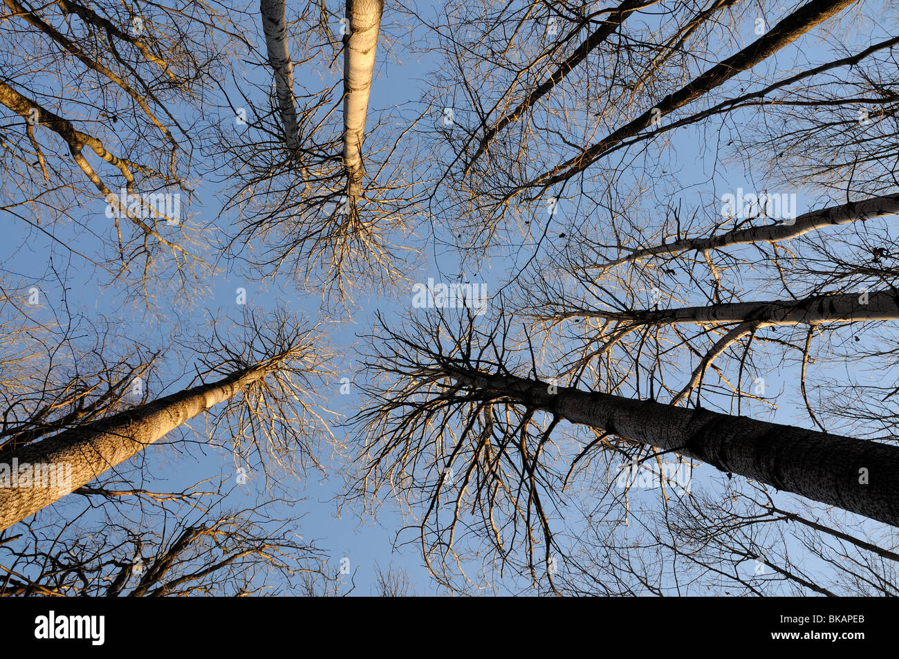 Trees in spring Stock Photo - Alamy