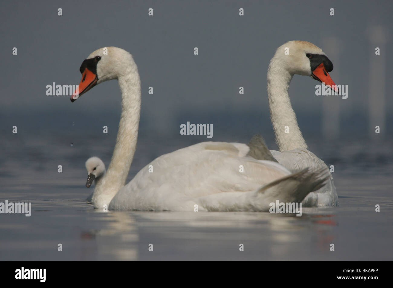 Male female swan hi-res stock photography and images - Alamy
