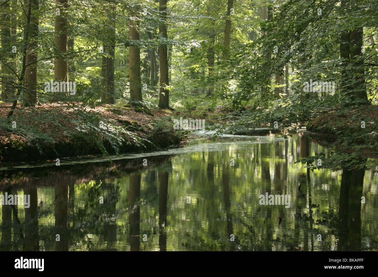 Beechforest hi-res stock photography and images - Alamy