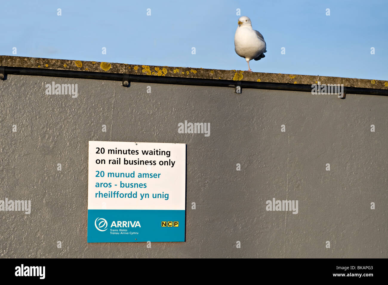 Gull standing on one leg above a waiting sign Stock Photo - Alamy