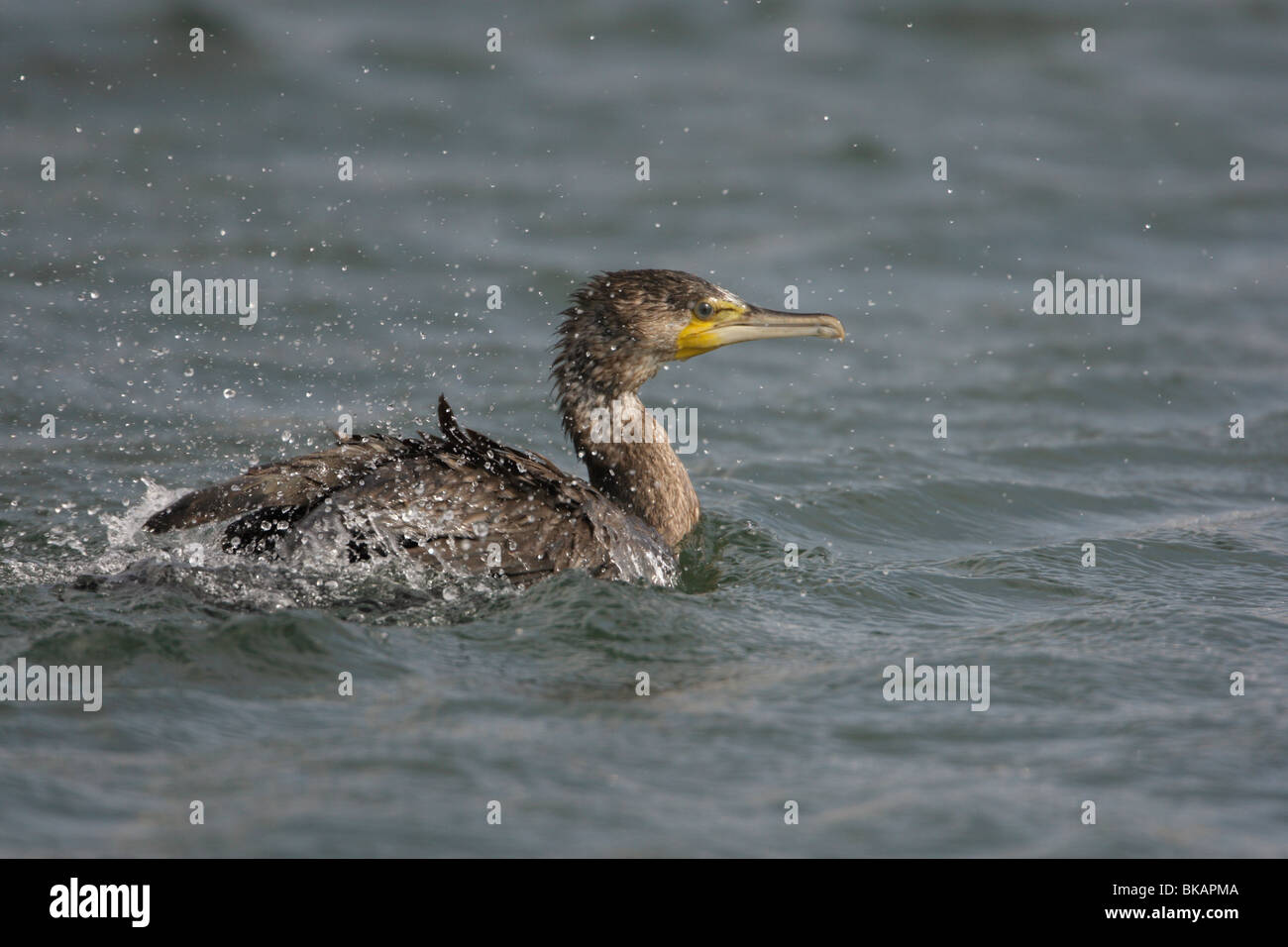 Bathing Great Cormorant Stock Photo - Alamy