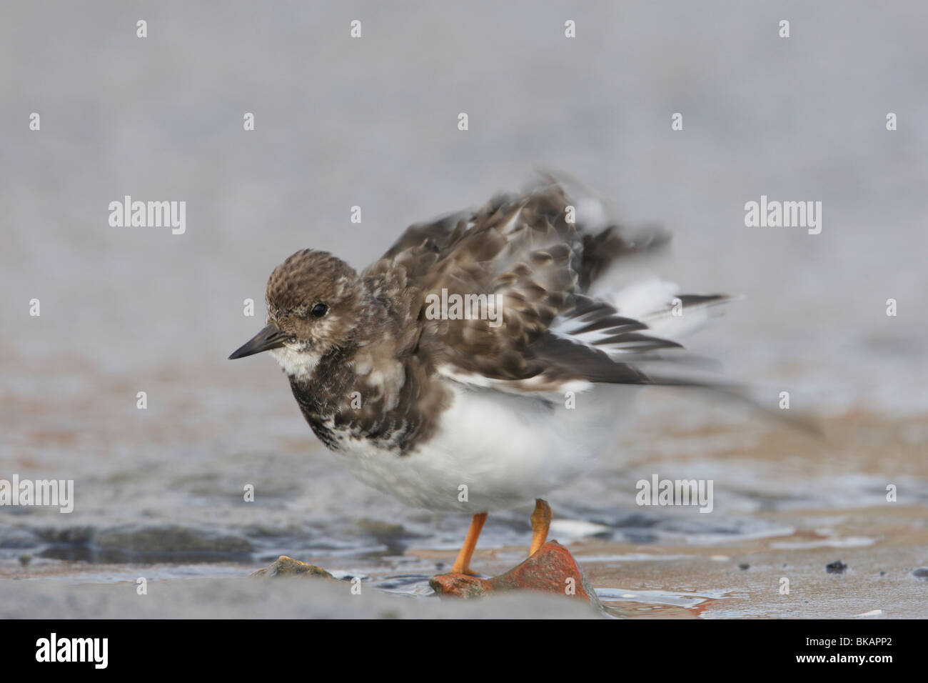 Juvenile ruddy turnstone hi-res stock photography and images - Alamy