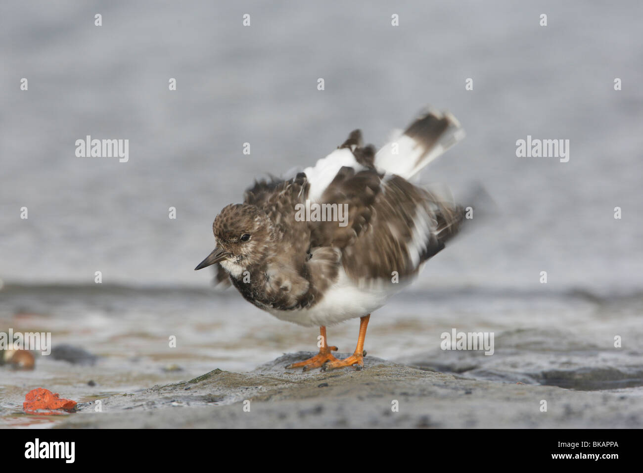 Juvenile Ruddy Turnstone High Resolution Stock Photography and Images ...