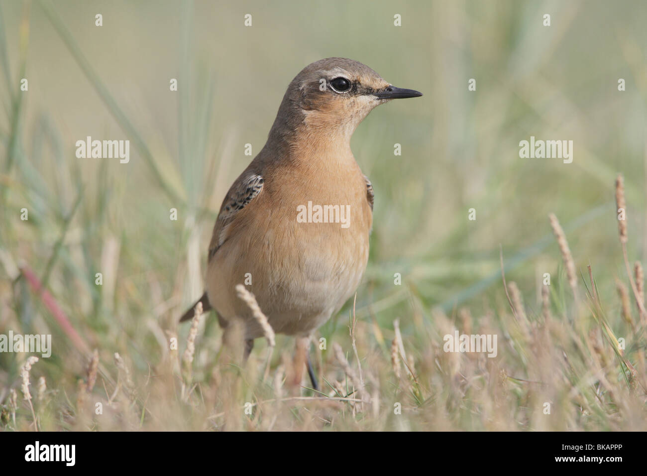 Northern wheatear grass hi-res stock photography and images - Alamy