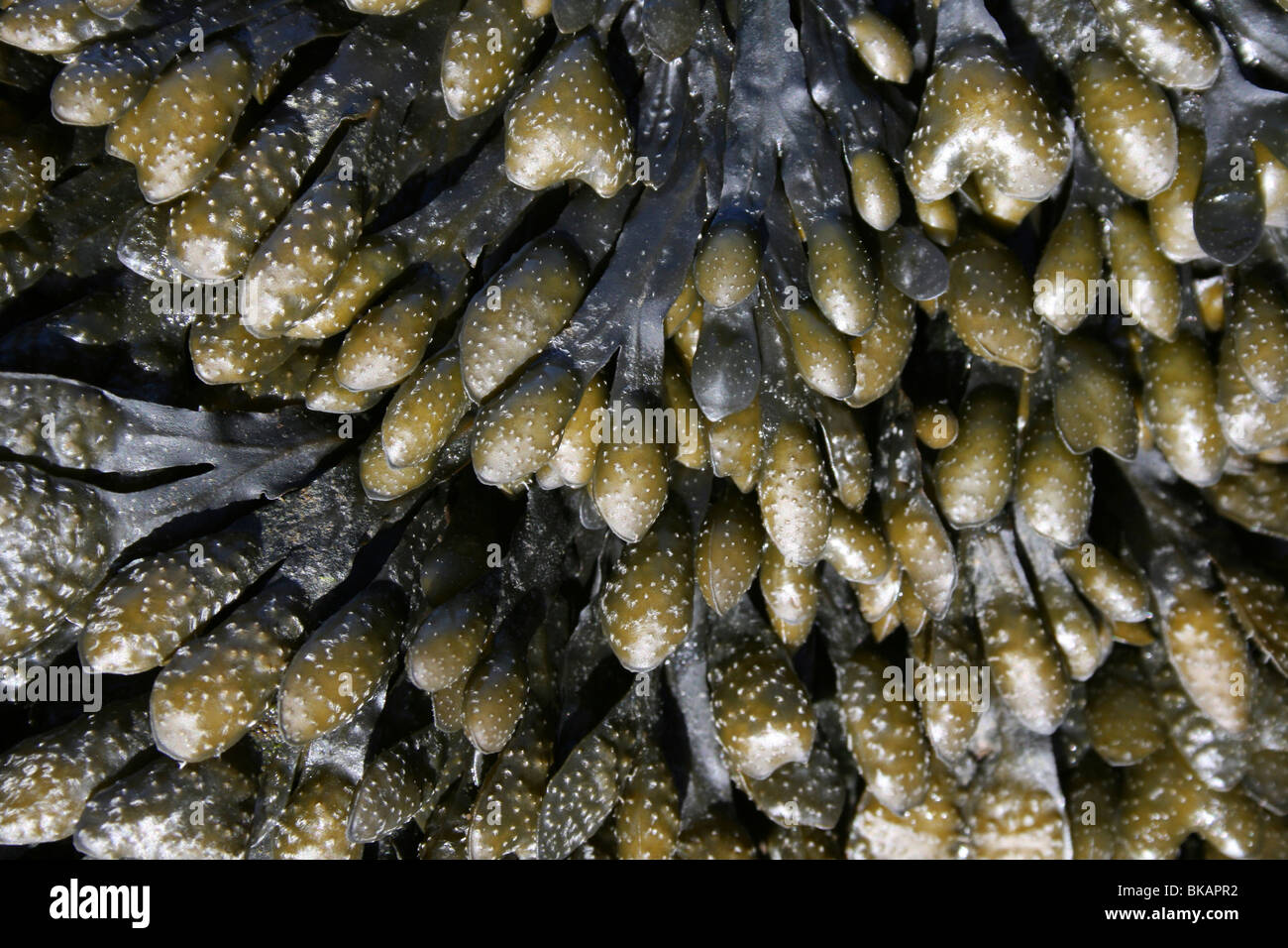 Spiral (a.k.a. Flat) Wrack Fucus spiralis Showing Swollen Reproductive ...