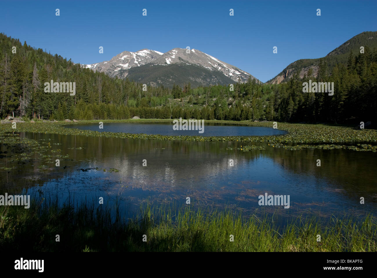 Cub Lake,Stones Peak,Rocky Mountains,landscape,yellow pondlilies,lily ...
