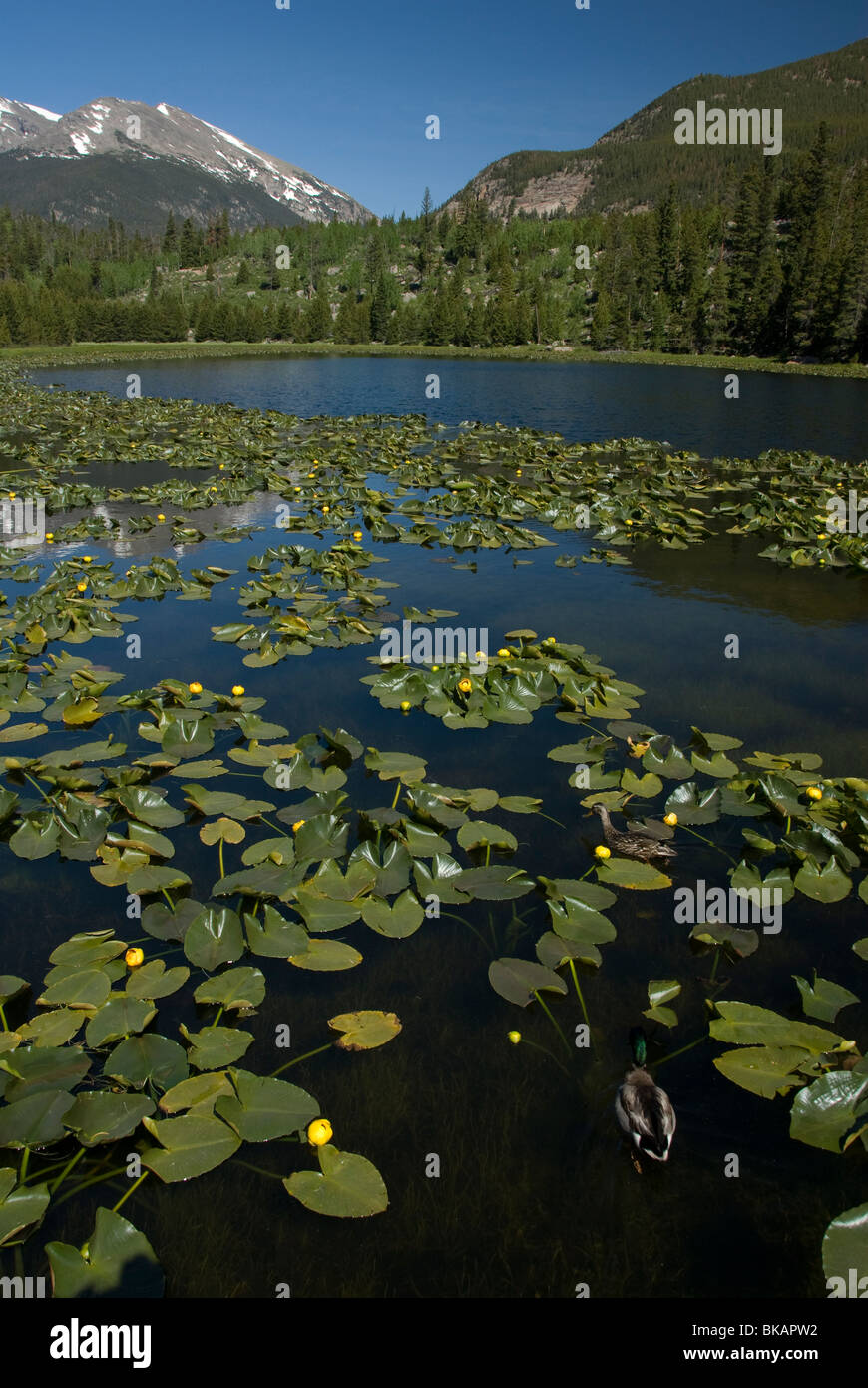 Cub lake and colorado hi-res stock photography and images - Alamy
