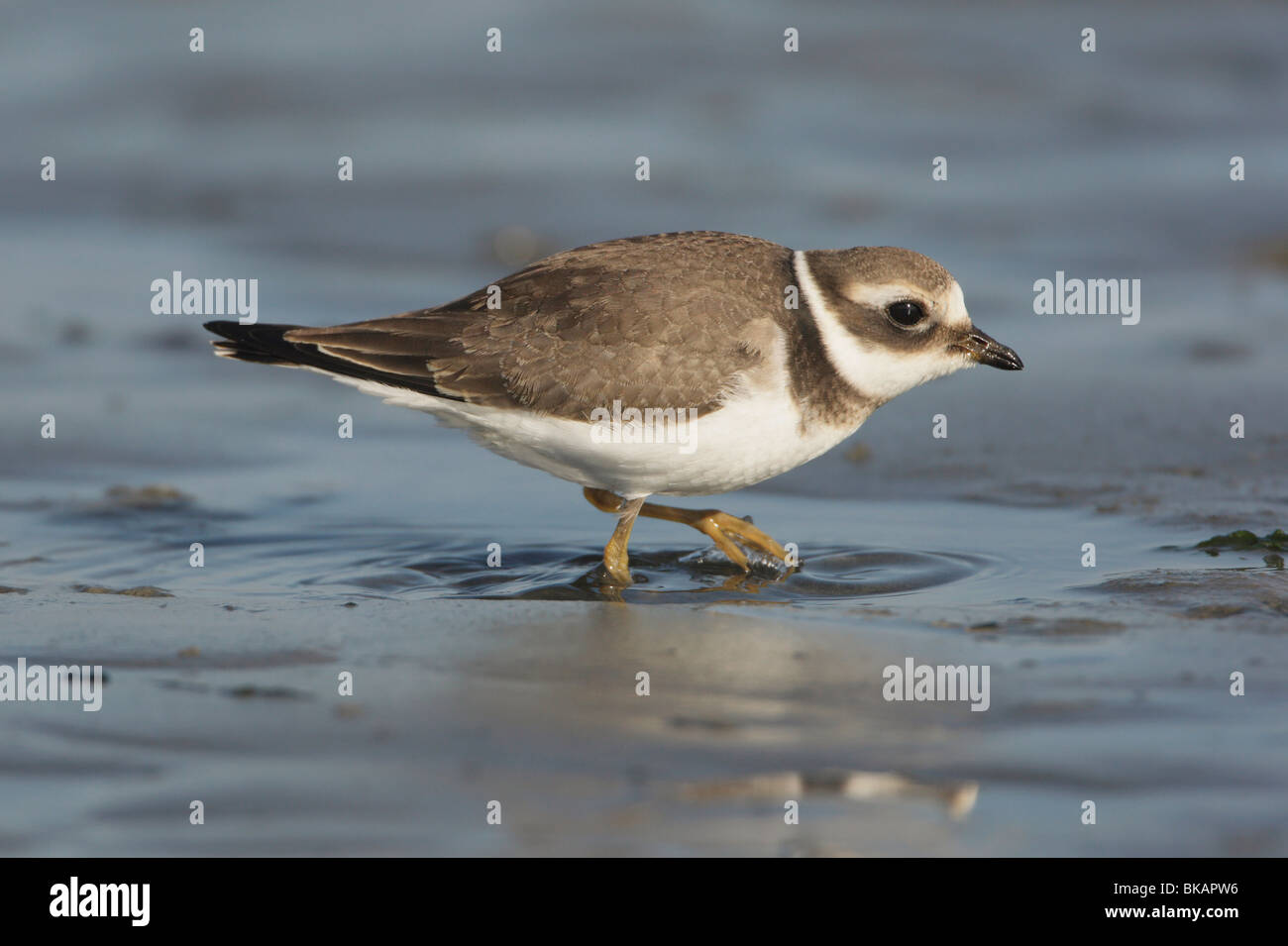 Juvenile Common Ringed Plover Stock Photo - Alamy