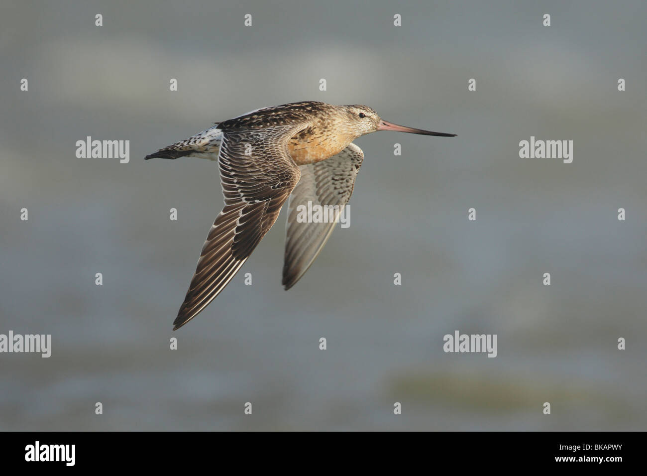 Flying adult Bar-tailed Godwit Stock Photo - Alamy