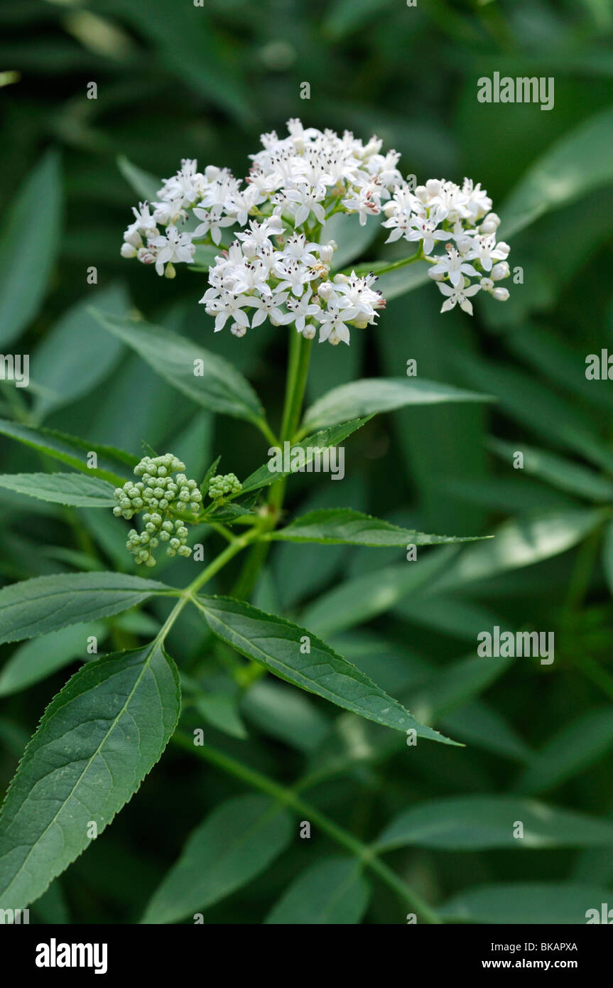Dwarf elder hi-res stock photography and images - Alamy