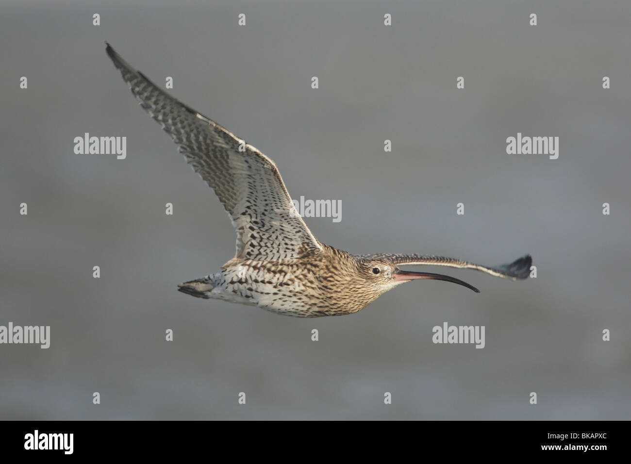 Flying Eurasian Curlew Stock Photo - Alamy