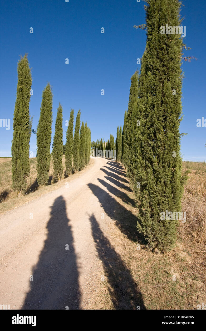 Cypresses hi-res stock photography and images - Alamy