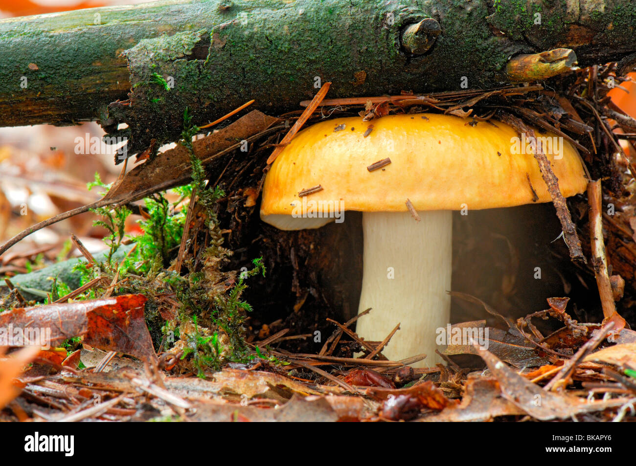 Yellow Swamp Brittlegill with upward pressure Stock Photo - Alamy