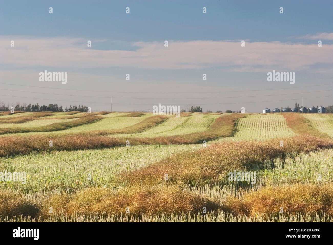 Canola Drying On A Field Stock Photo - Alamy
