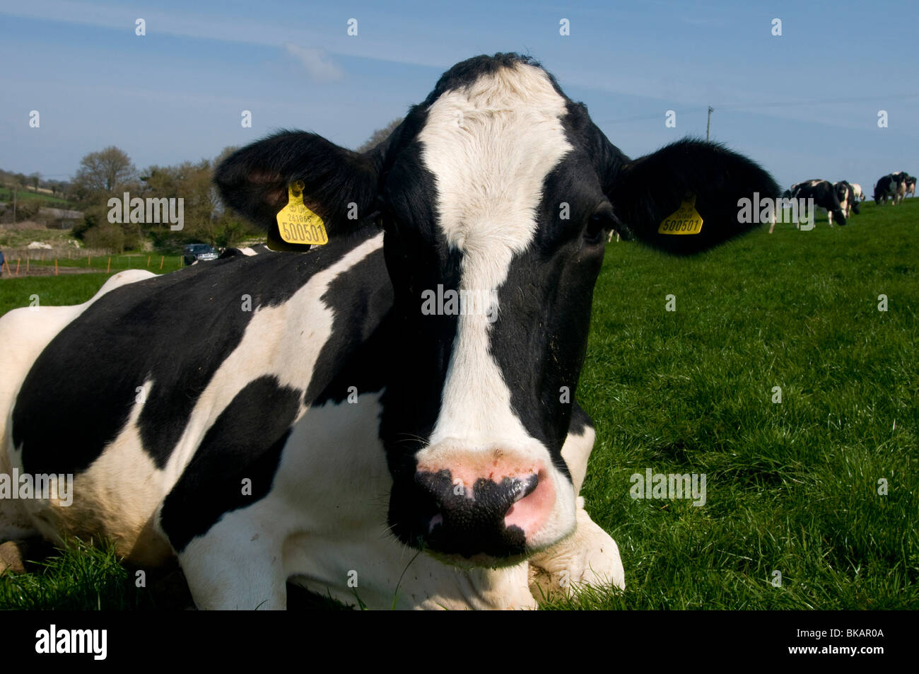 Cows Sitting Down Stock Photos & Cows Sitting Down Stock Images - Alamy