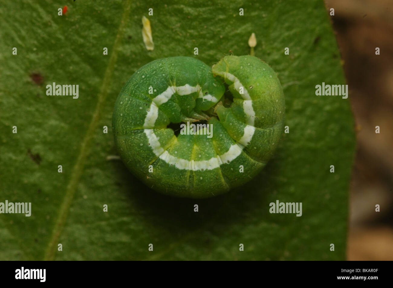 Green caterpillar rolled up on a leaf Stock Photo - Alamy