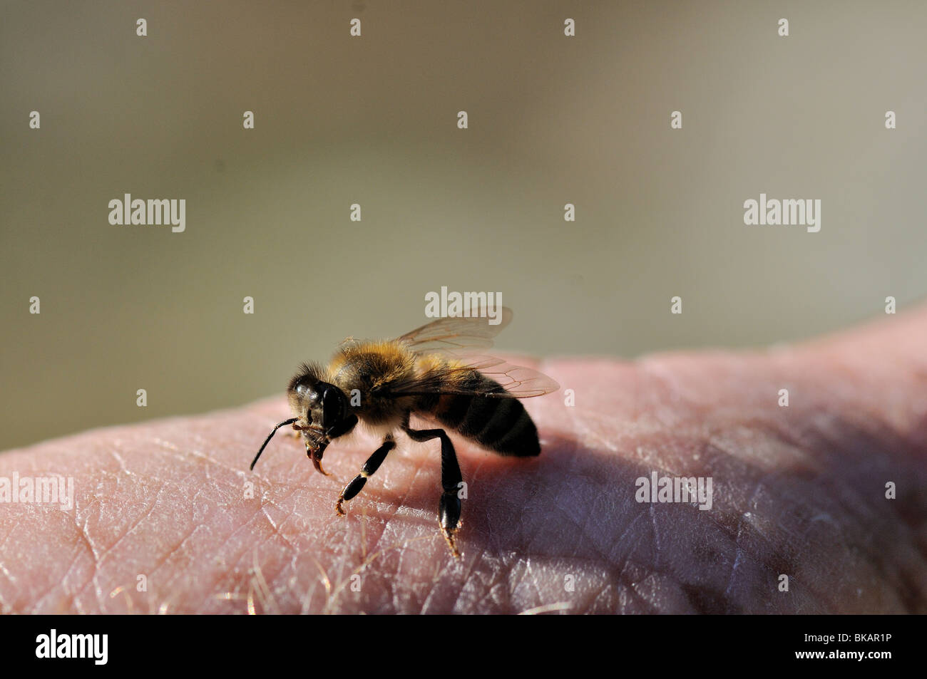 Honningtavle hi-res stock photography and images - Alamy