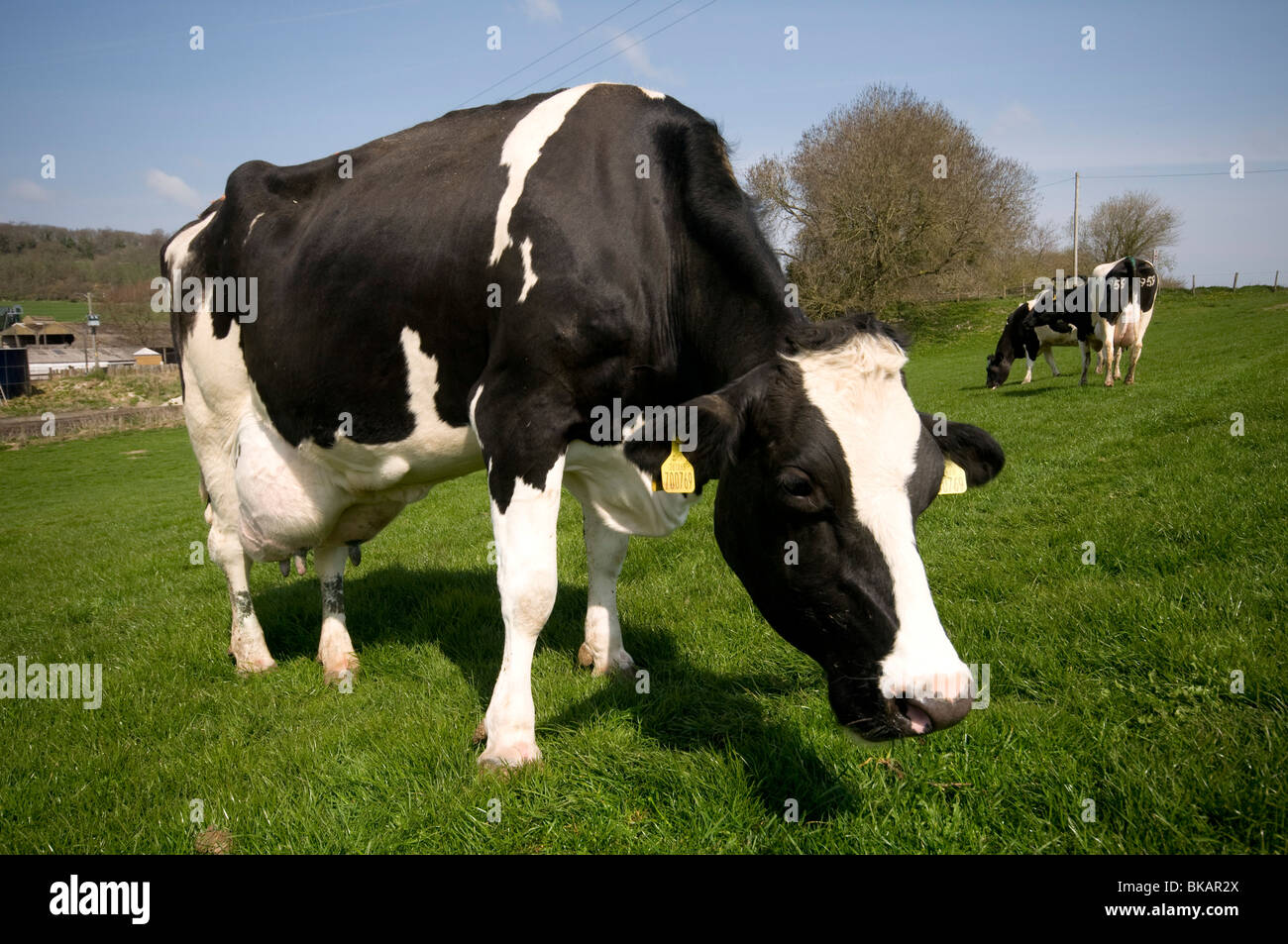 friesian Dairy Cows in field Elham valley kent looking at camera Stock ...