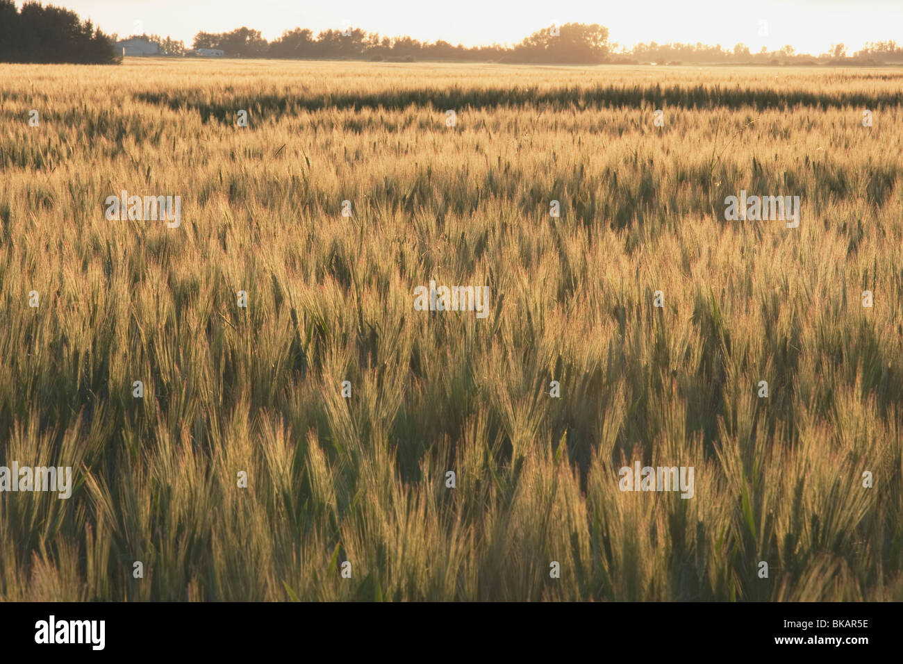 Wheat field sunset alberta hi-res stock photography and images - Alamy