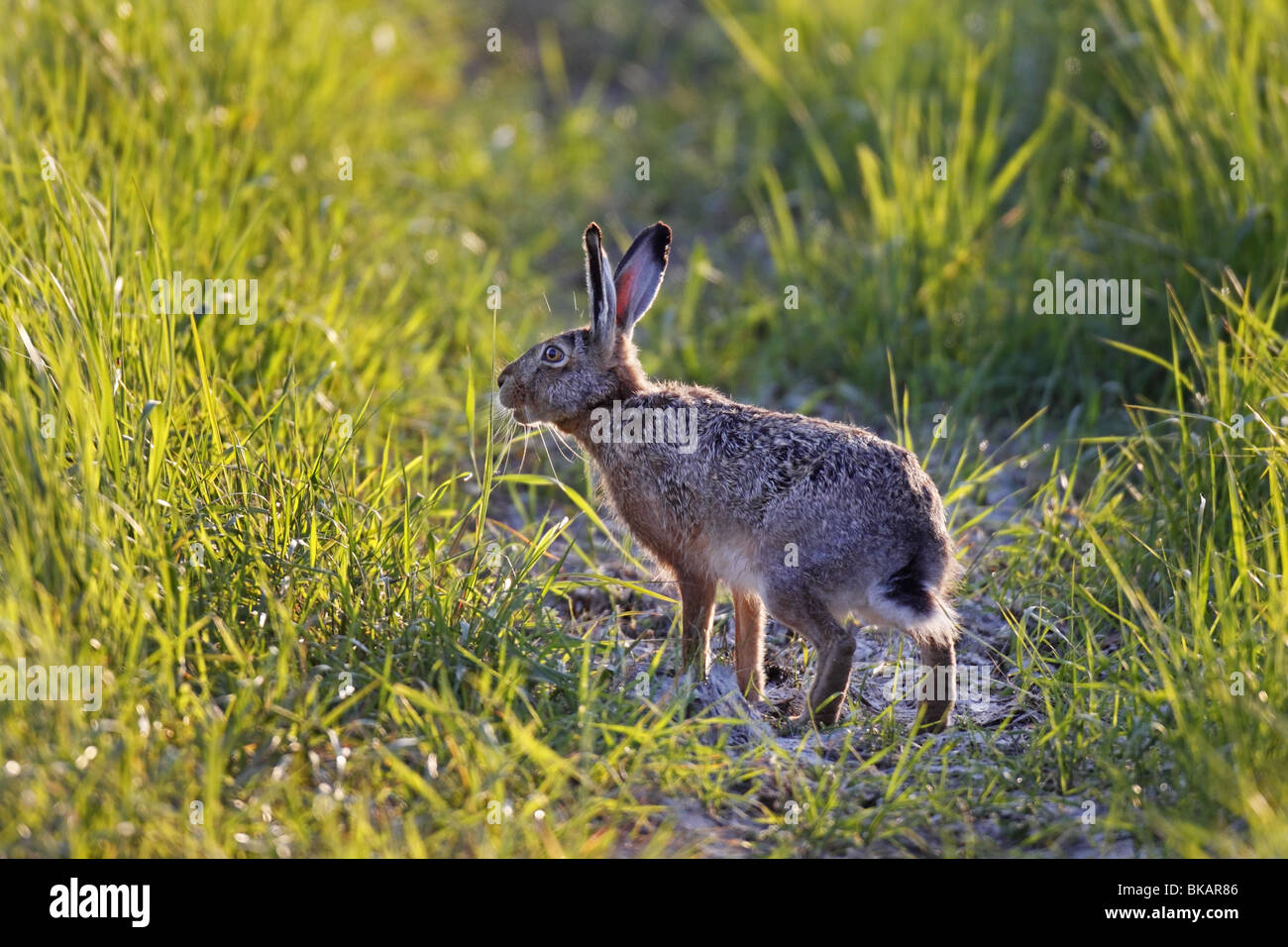 Jagdtier hi-res stock photography and images - Alamy