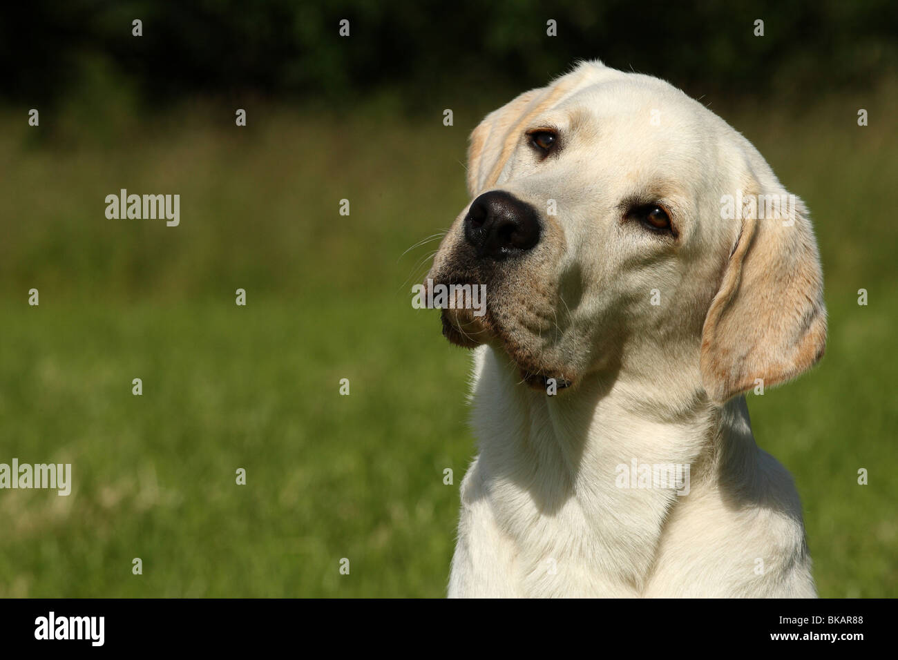 young Labrador Retriever Stock Photo - Alamy