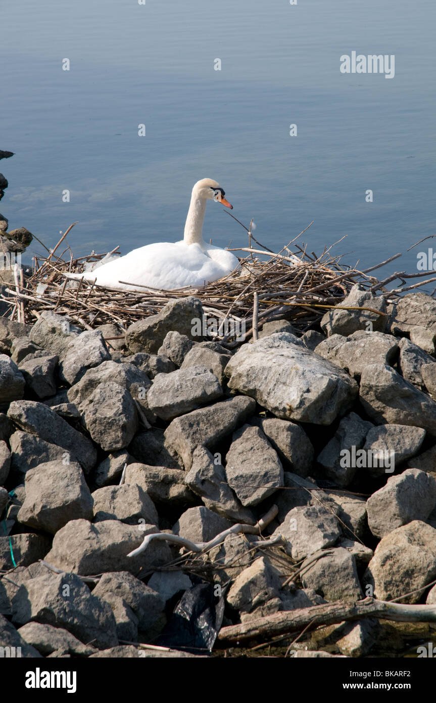 A female swan sitting on it's nest Stock Photo - Alamy