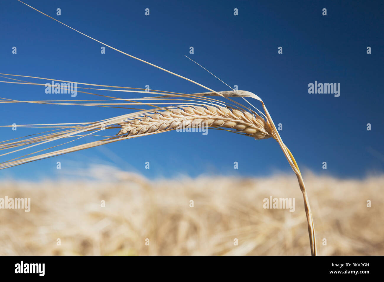 Barley Farming High Resolution Stock Photography and Images - Alamy