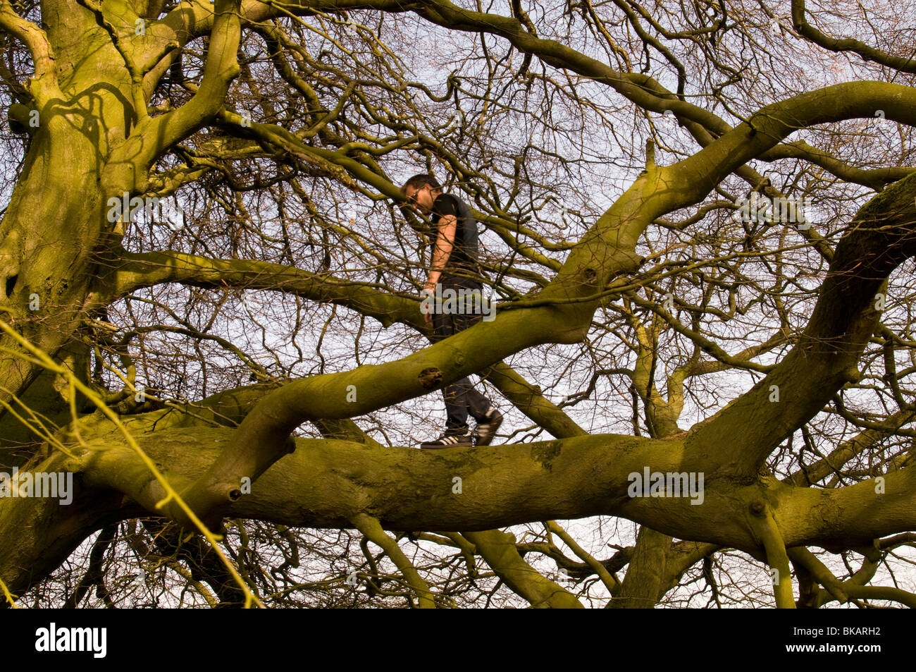 Tree and branch hi-res stock photography and images - Alamy