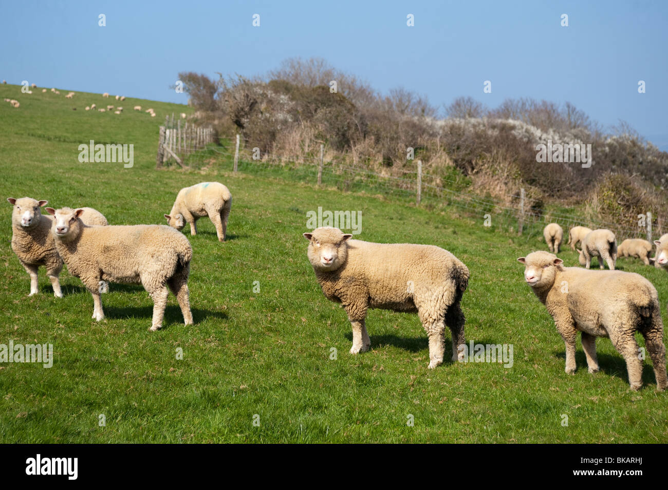 Sheep in a field, Cornwall UK Stock Photo - Alamy