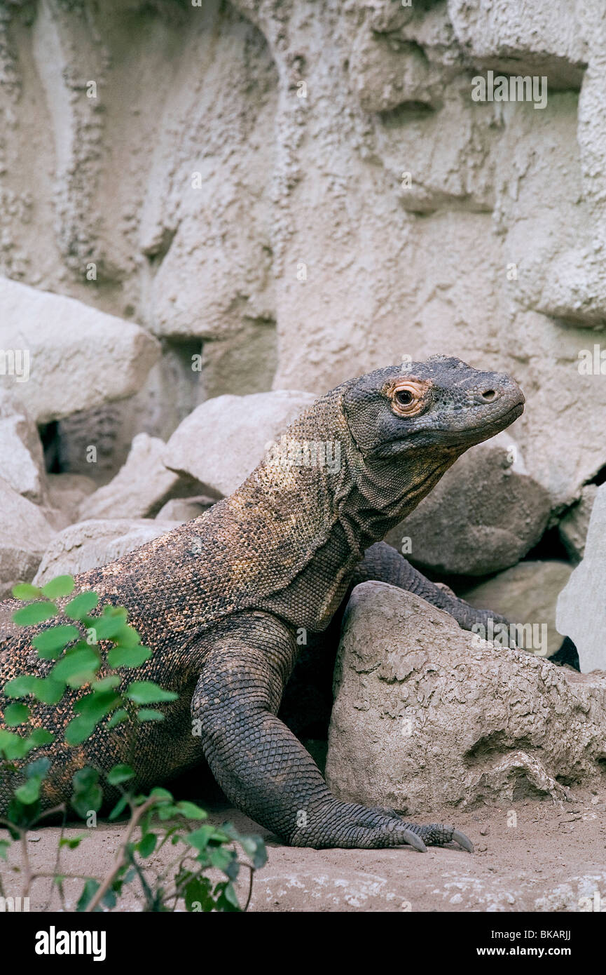 Komodo dragon venom High Resolution Stock Photography and Images - Alamy