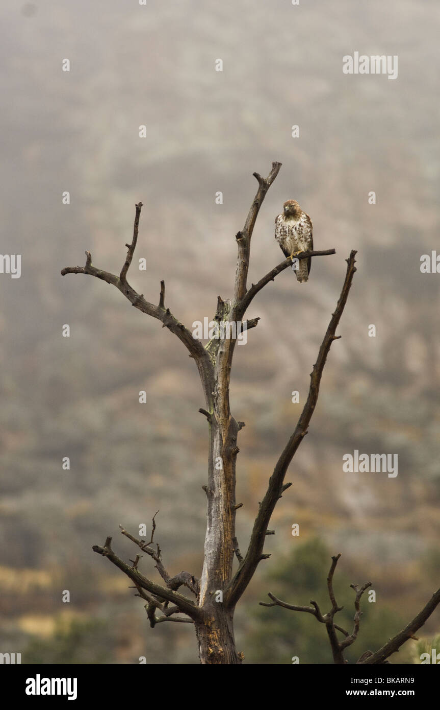 raptor perched at the top of a dead tree Stock Photo - Alamy