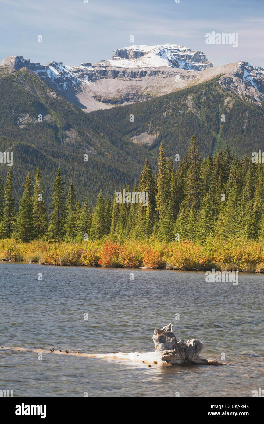 Banff National Park, Alberta, Canada; Tree Stump In Vermilion Lakes In ...