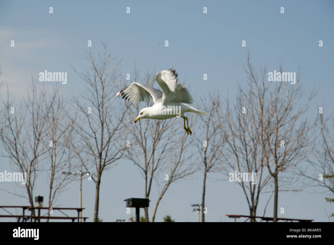 Swooping seagull hi-res stock photography and images - Alamy