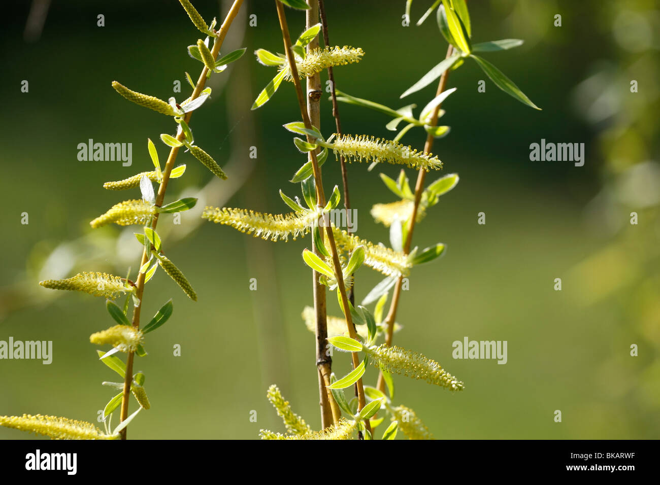 flowers of willow Stock Photo - Alamy