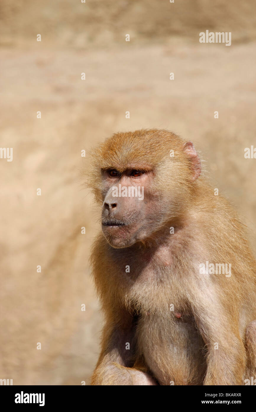 Alpha baboon hi-res stock photography and images - Alamy